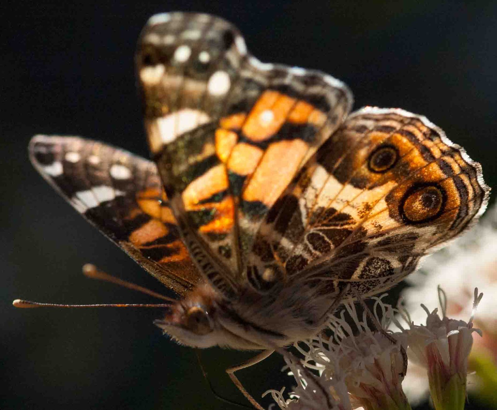 American Eyespot Lady Beetle