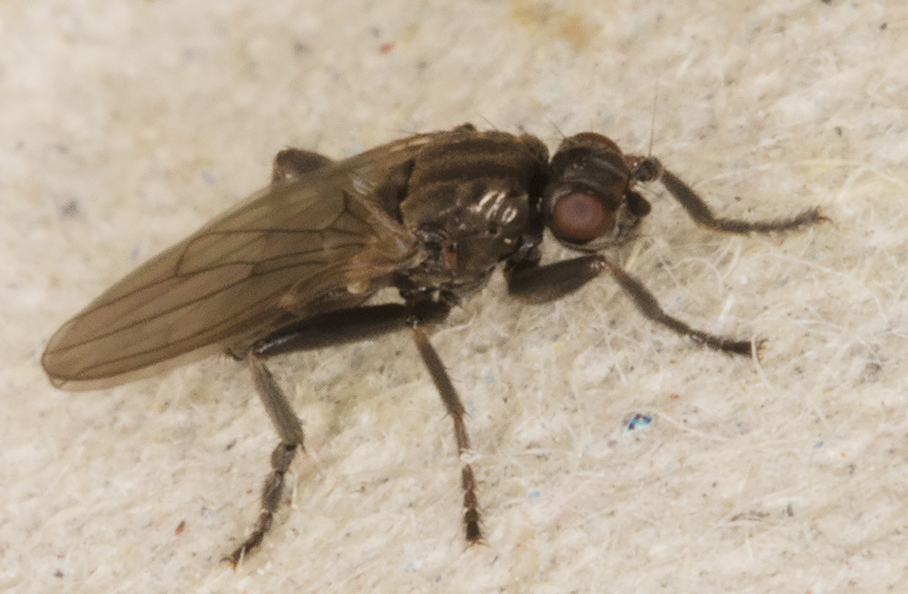Non-Moths of 2015 - Flies from Sevenoaks | Naturally