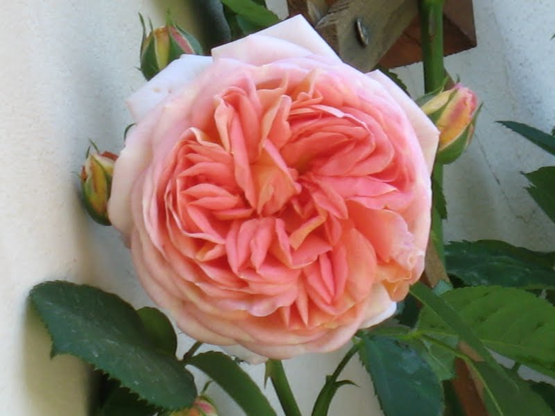 Jurnal de gradina: Rosa Alchemist