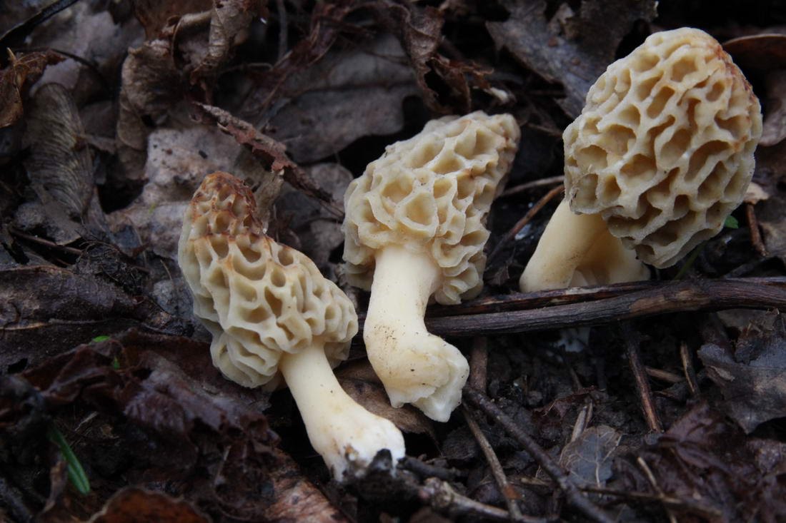 El mundo microscópico de los hongos: Morchella fluvialis Clowez, P ...