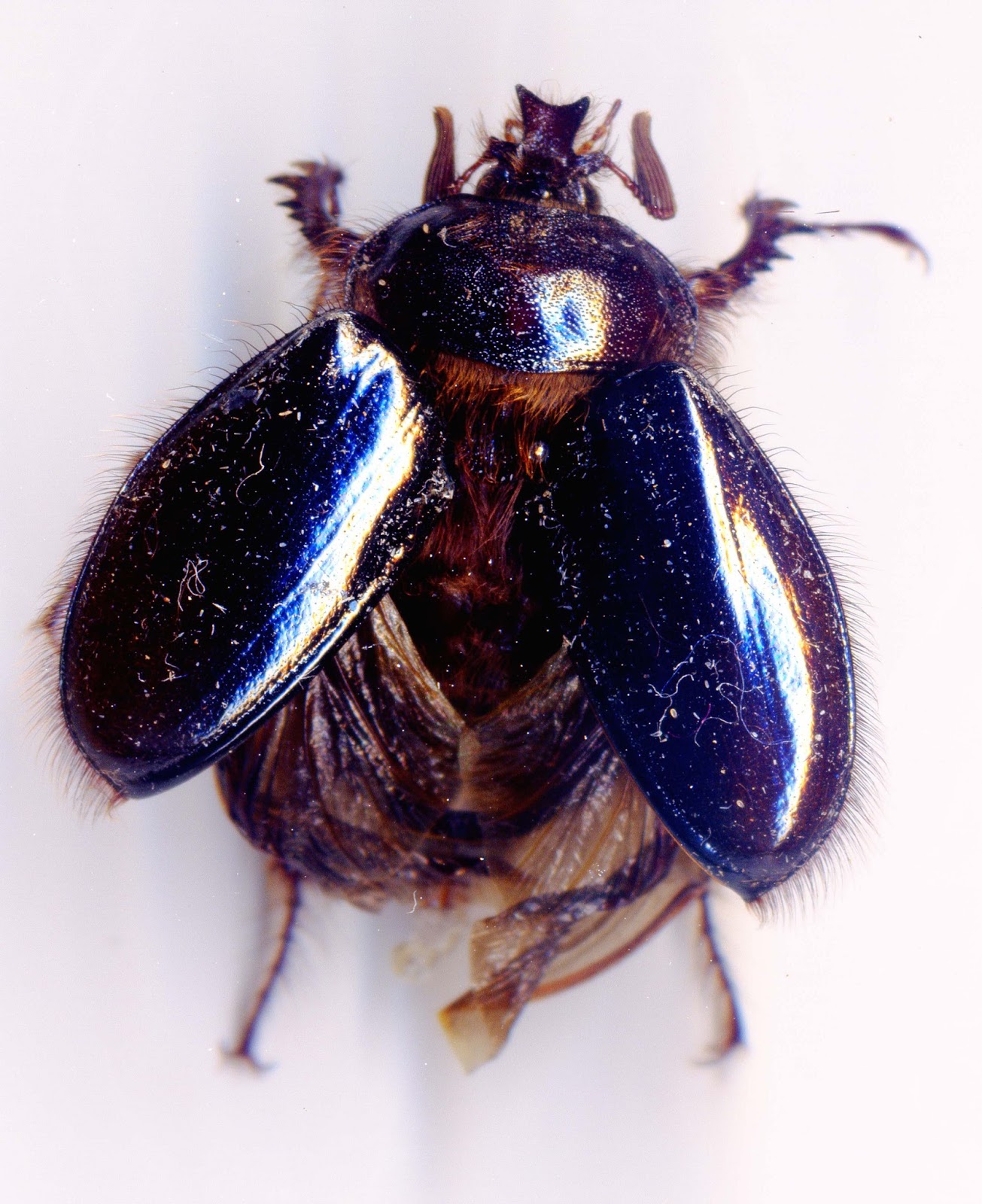 虫頭: フユセンチコガネ（Rain Beetle）Pleocoma badia hirsuta