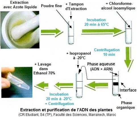 Extraction et purification des acides nucléiques |Microbiologie.fr