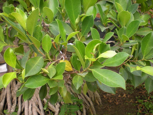 الفيكس و انواعه