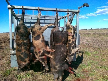 Hands-On Hunting: Pigs decimate western Queensland lamb populations