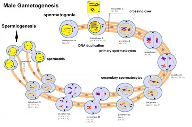 Proses Spermatogenesis
