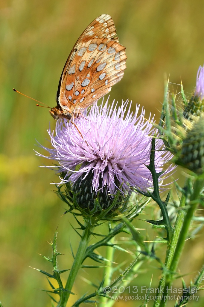 Good Oak News: Native Thistles: Pillars of the (Natural) Community