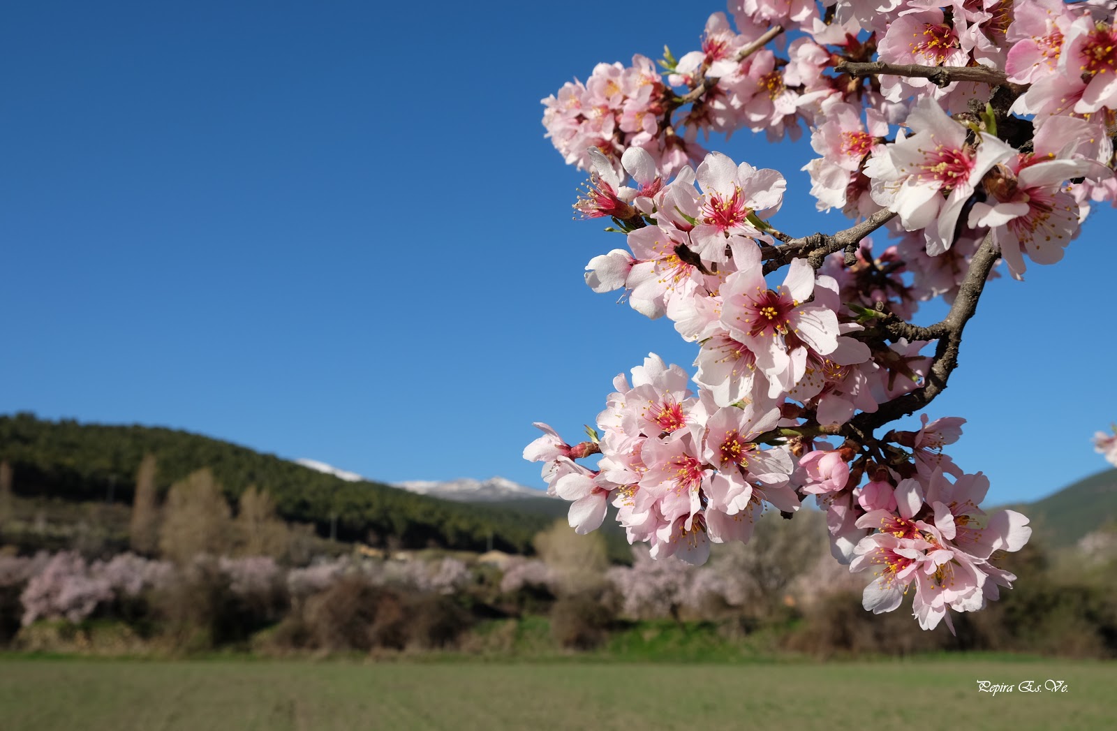 Fotografiando Cumbres: La flor del almendro. Jérez del Marquesado