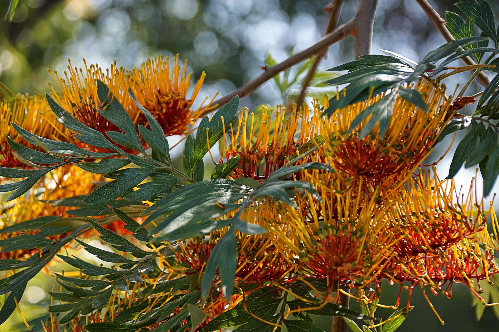 LA Arboretum's Australian Forest
