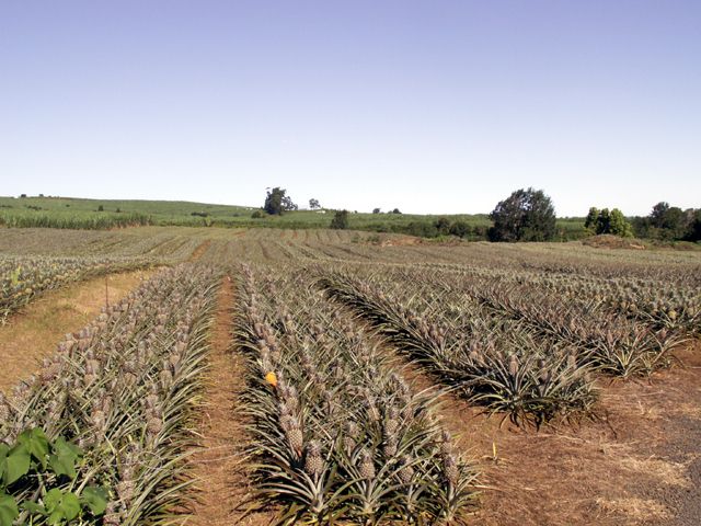 Ananas victoria fruit Île de La Réunion