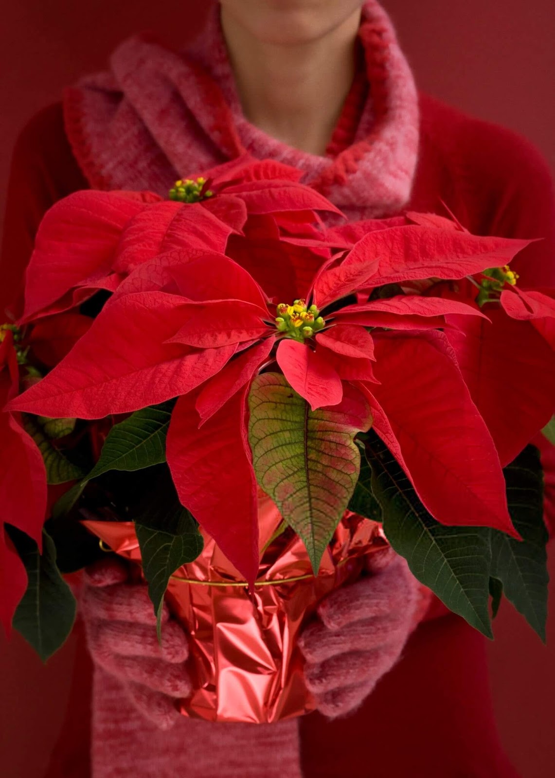 Beautiful Images of Christmas Flowers Free Download