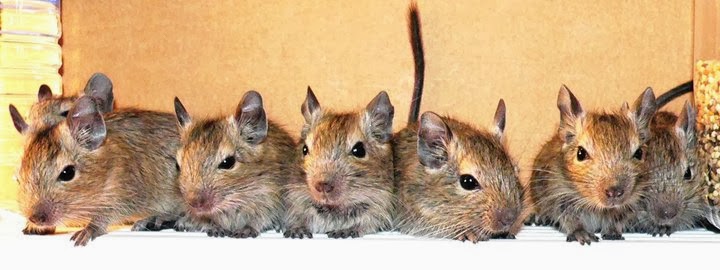 For the Love of Animals: Experiences of an animal enthusiast