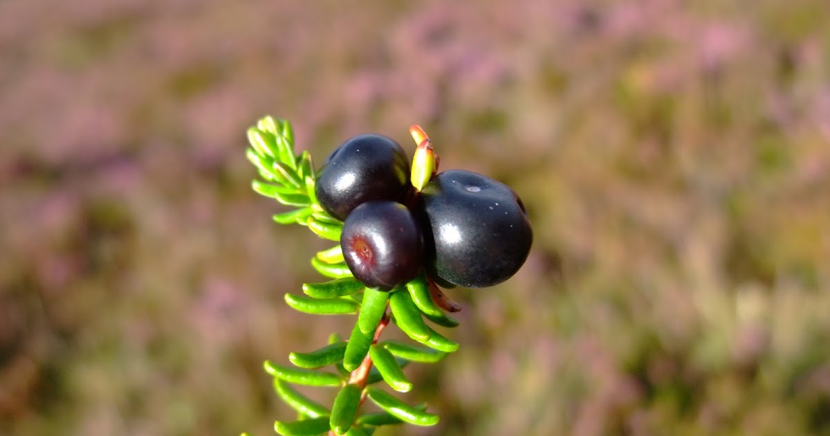 HERBAL PICNIC: CROWBERRY