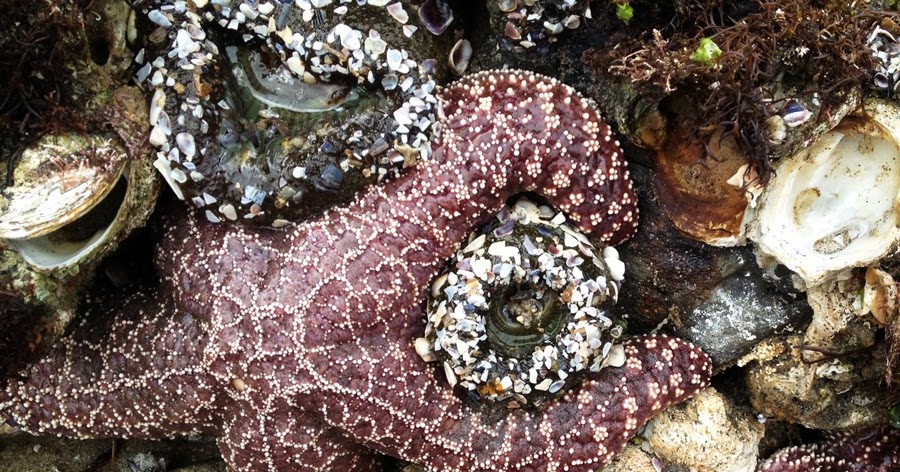 The Joys of Simple Life: Sea Star and Anemone