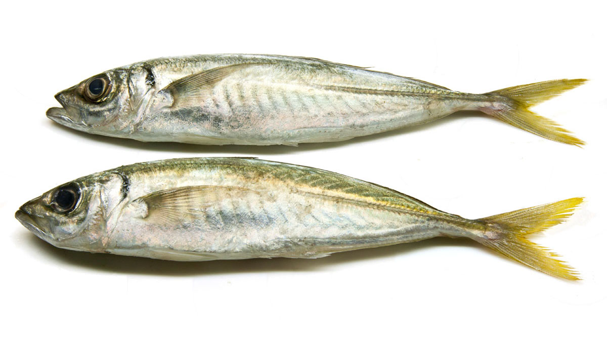 PESCA Y GASTRONOMÍA: ¿CHICHARRO BLANCO O CHICHARRO NEGRO?