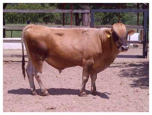 Generalidades de la Ganadería Bovina.: Carora