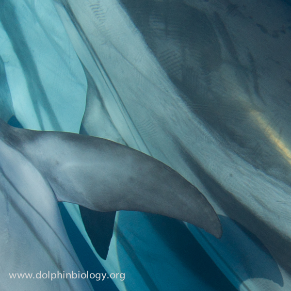 Dolphin Biology and Conservation: Striped dolphin textures - 1