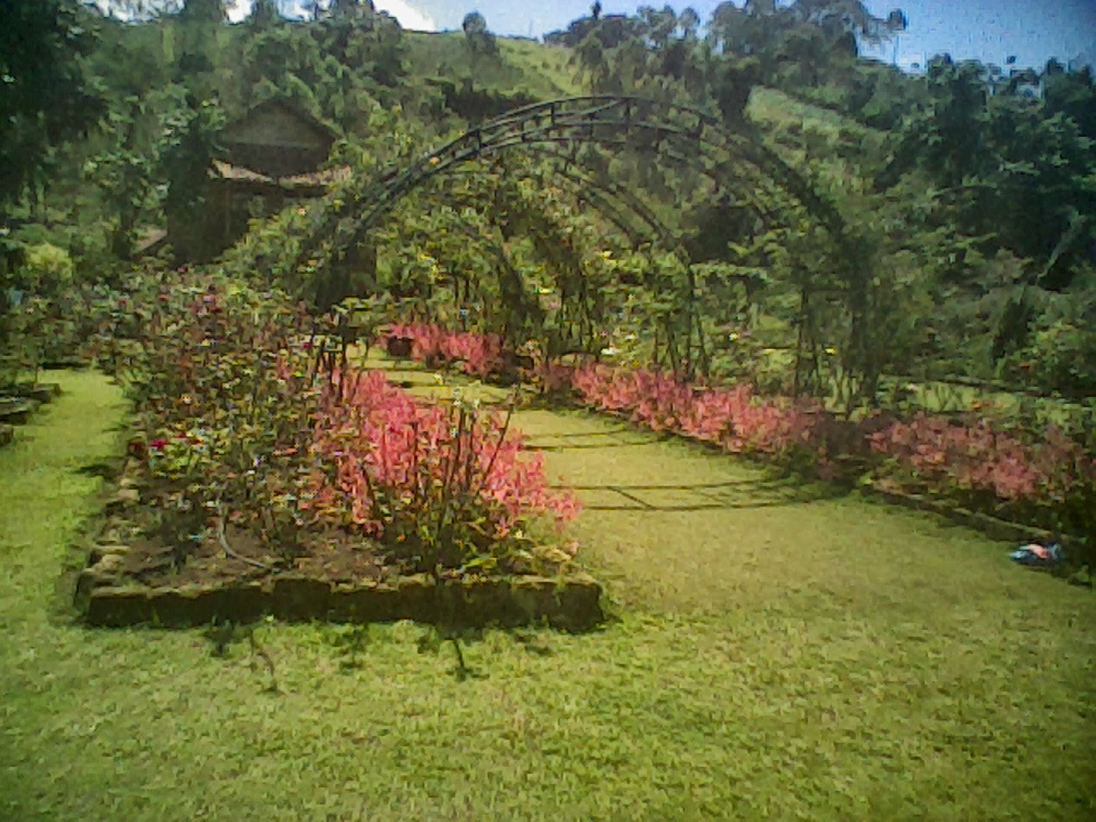 KEBUN MAWAR DAN KEINDAHANNYA - SAMARANG, GARUT, JAWA BARAT | CATATAN ANGIN