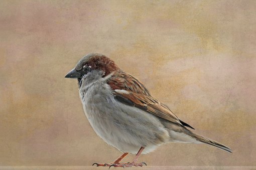 Encyclopedia of Trivia: Sparrow