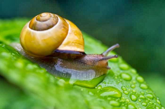 Obat Terbaru dari Racun Siput Mampu Kurangi Rasa Sakit - Imad Analis Blog