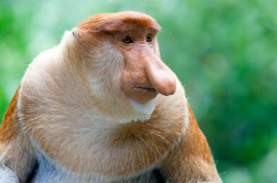Proboscis Monkeys - Stock Image