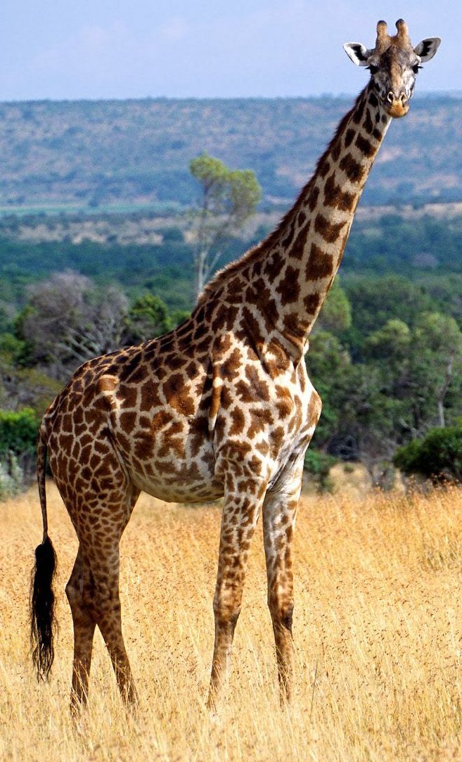 Better Ideas: Giraffe: Standing Tall Above the Rest