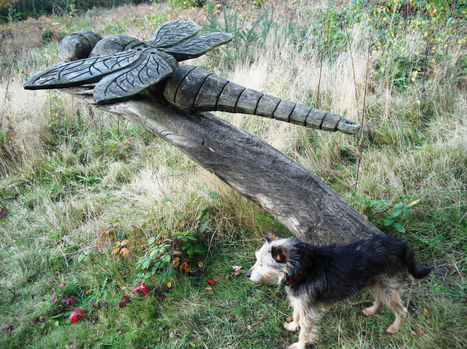 Love my life: Dog sits on a dragonfly