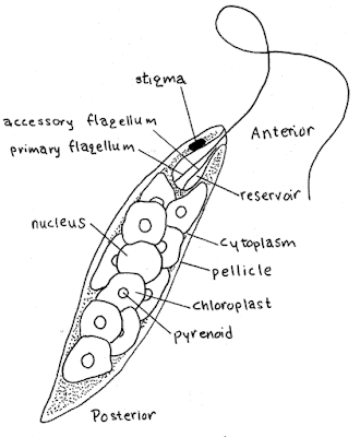 All about microbes!: Protozoa