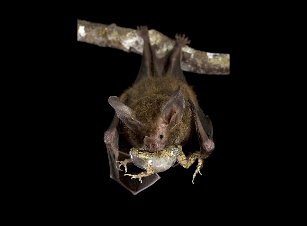 serpientes y murcielagos: Murciélagos carnivoros