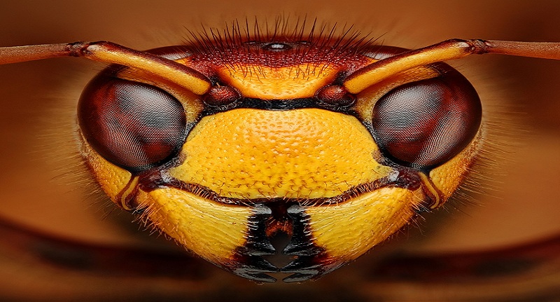30 Macro Photography That Accomplished Amazing Things | Famous ...
