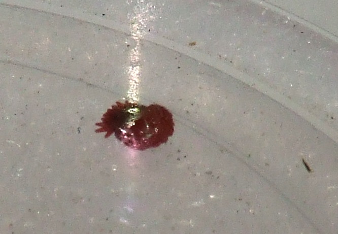 Sussex Marine Wildlife Jottings: Sea anemone birth