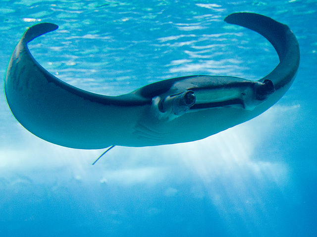 Universo Animal: Curiosidades sobre la mantarraya
