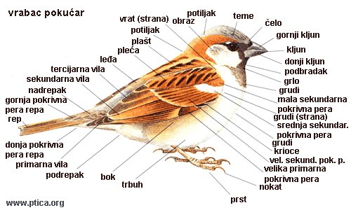 DVOGLED I VESLO: Koji je to soko-vrabac-šta-god? (8)