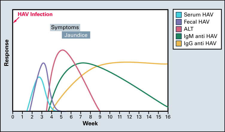 How can you recognize hepatitis A symptoms and diagnosis , Hepatitis ...