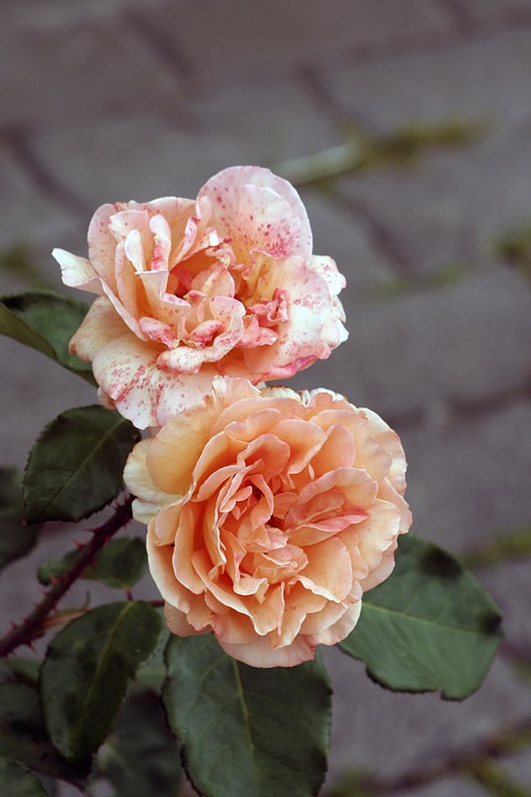 Fine Gardning: Beautiful Flowers Collection