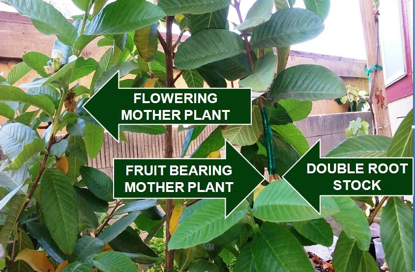 Double Root Stock Technology: How to make a double root stock plant