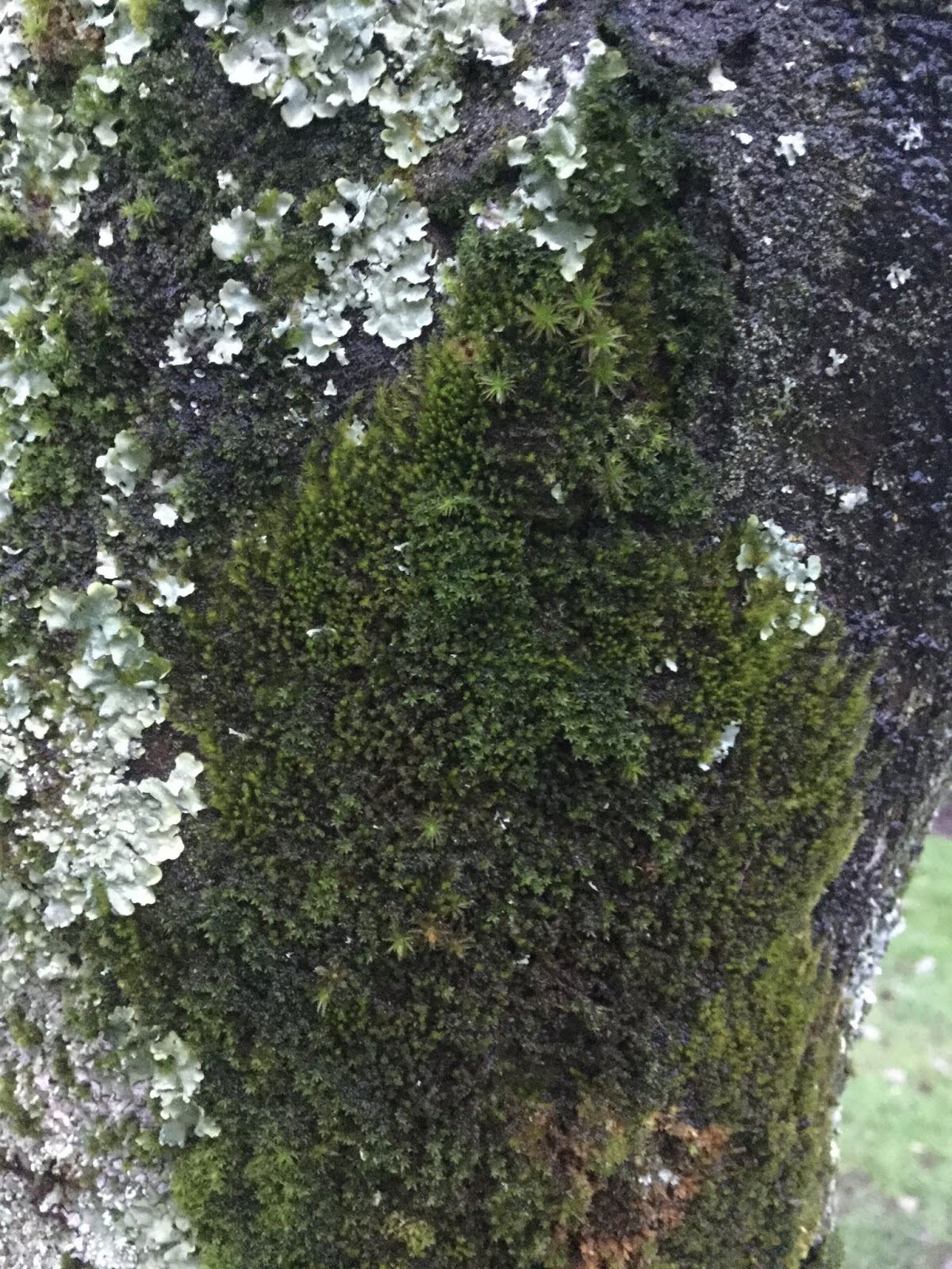 South Wales Bryophytes: The benefits of SMNR