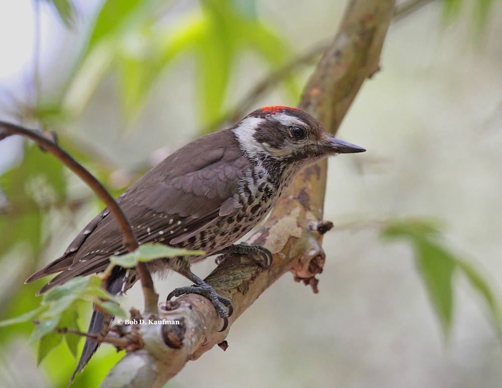 TWO BIRDERS TO GO: The Continuing Quest for Our Grail Bird