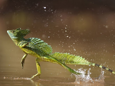 Basilisco (Basiliscus)