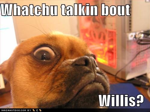 Funny wallpapers|HD wallpapers: funny talking dogs