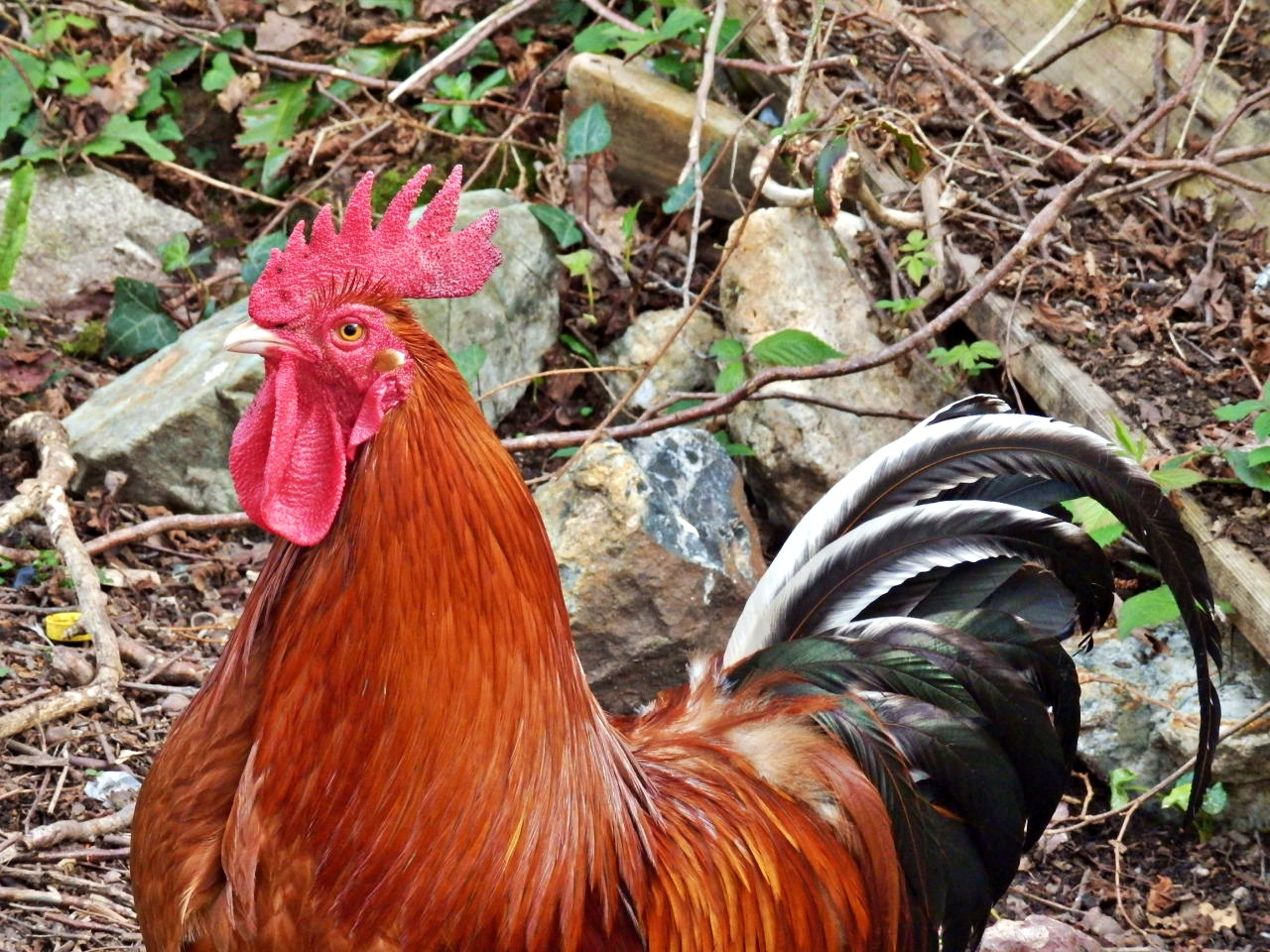 Mike's Cornwall: Flowers, Animals and Pebbles in Cornwall