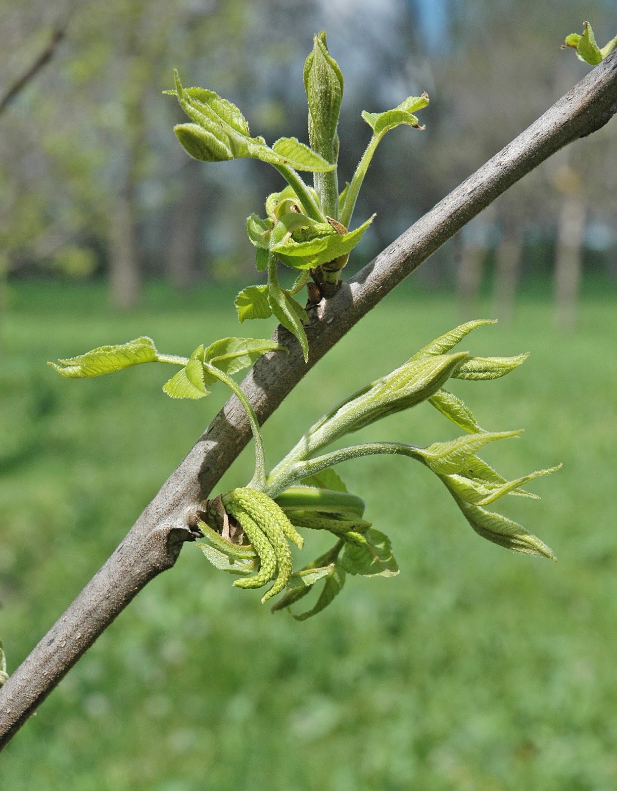 Northern Pecans: Pecan buds push open and reveal catkins