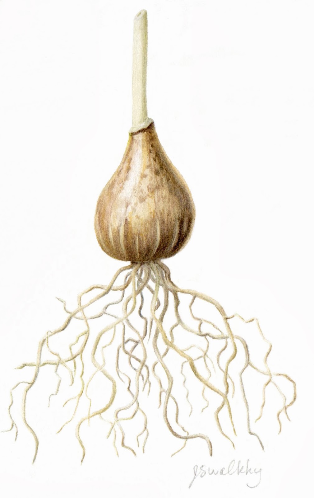 Common Camas or Camassia quamash