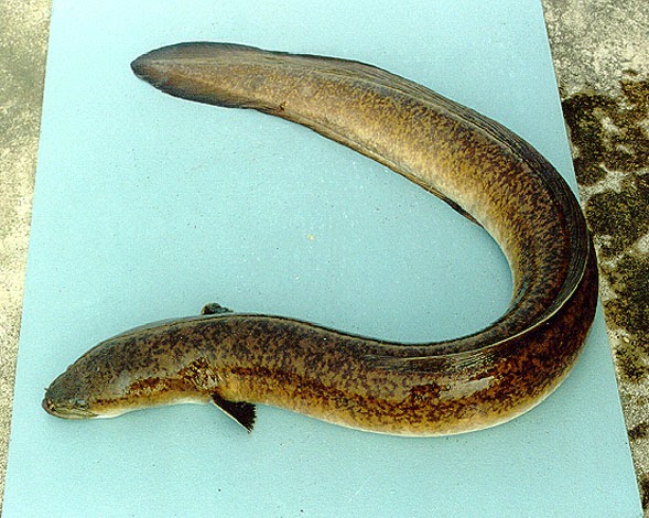 Ikan Sidat Anguilla Spp Sumberdaya Kelautan Dan Perikanan