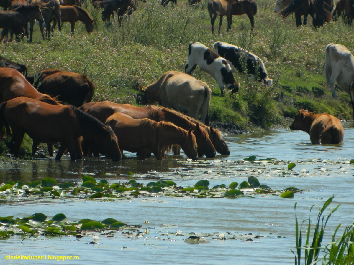 Din Delta Dunării: Caii sălbatici din Delta Dunării