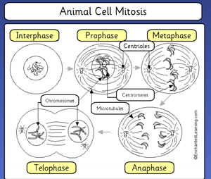 Journey Through Biology: Cytokinesis