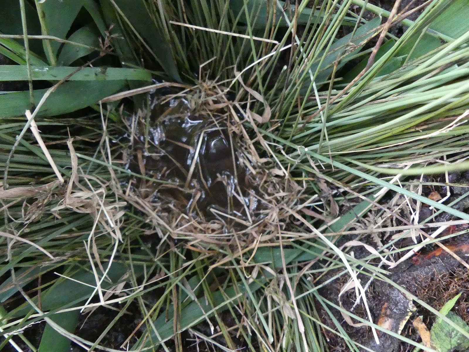 The Outdoor Traditionalist : Gypsy Well