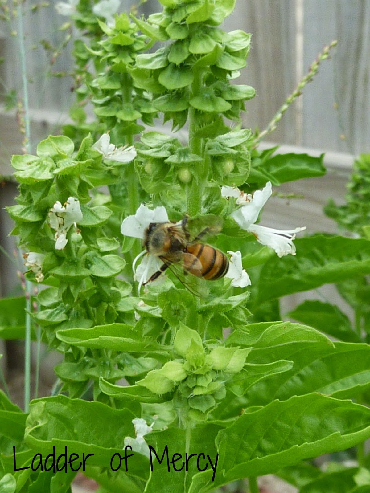 Ladder of Mercy: The Beauty of a Bee