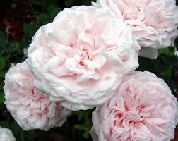 The Victorian Times: Sir Joseph Banks & Victorian Roses