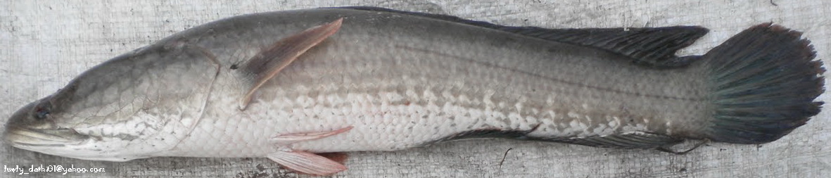 Seputar Dunia Air: Mengenal Ikan Gabus