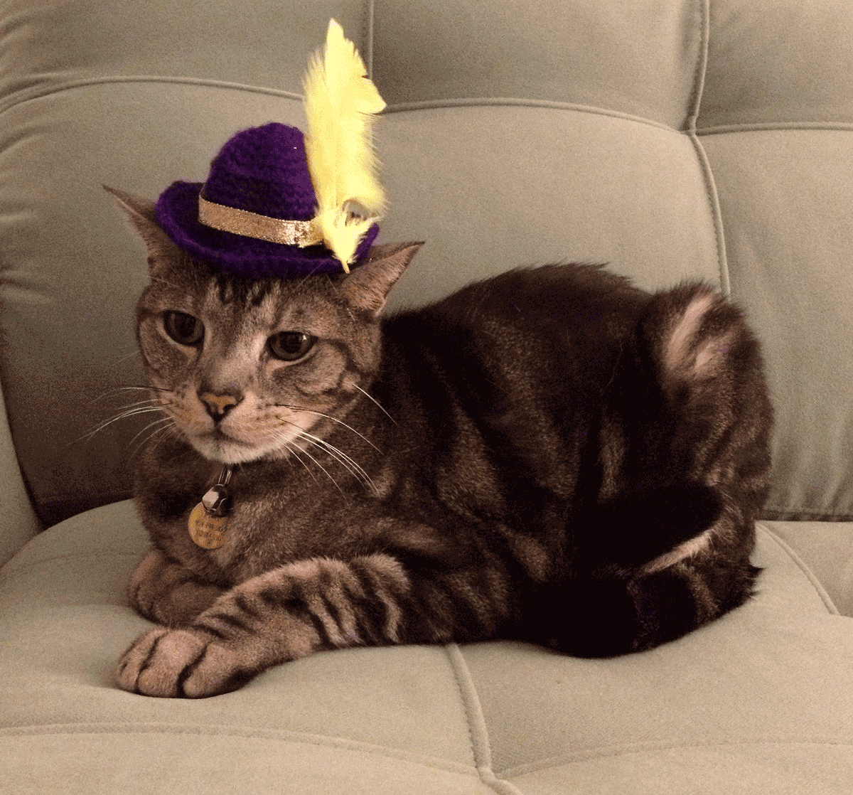 Your Daily Cute: Two Cats Tuesday: Mohawks and Pimp Hats!